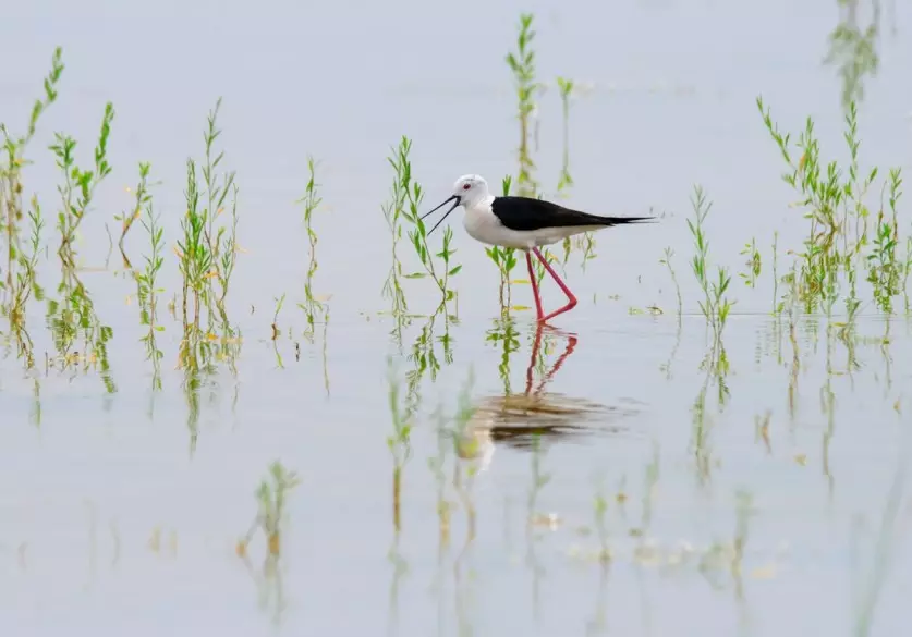 De wereld van het wild van Kalmykia! Reserve 