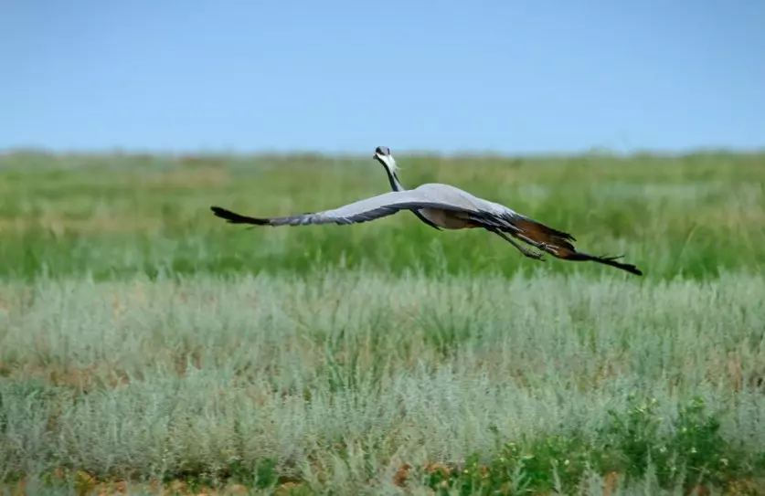 De wereld van het wild van Kalmykia! Reserve 