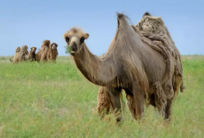 Die wêreld van wildlewe van Kalmykia! Reserve 