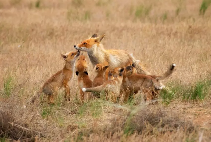 Die wêreld van wildlewe van Kalmykia! Reserve 