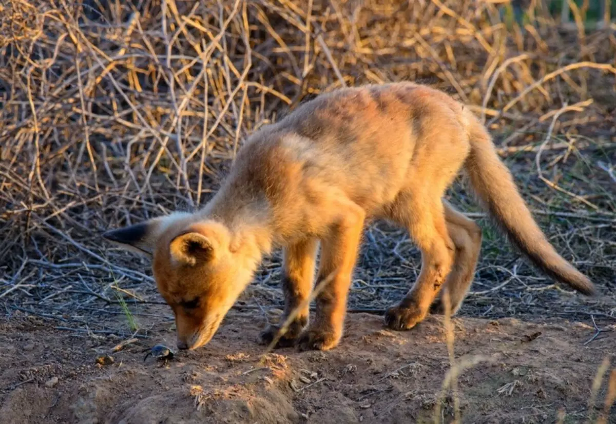 De wereld van het wild van Kalmykia! Reserve 