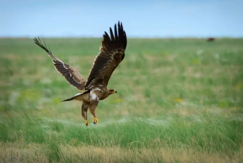 De wereld van het wild van Kalmykia! Reserve 