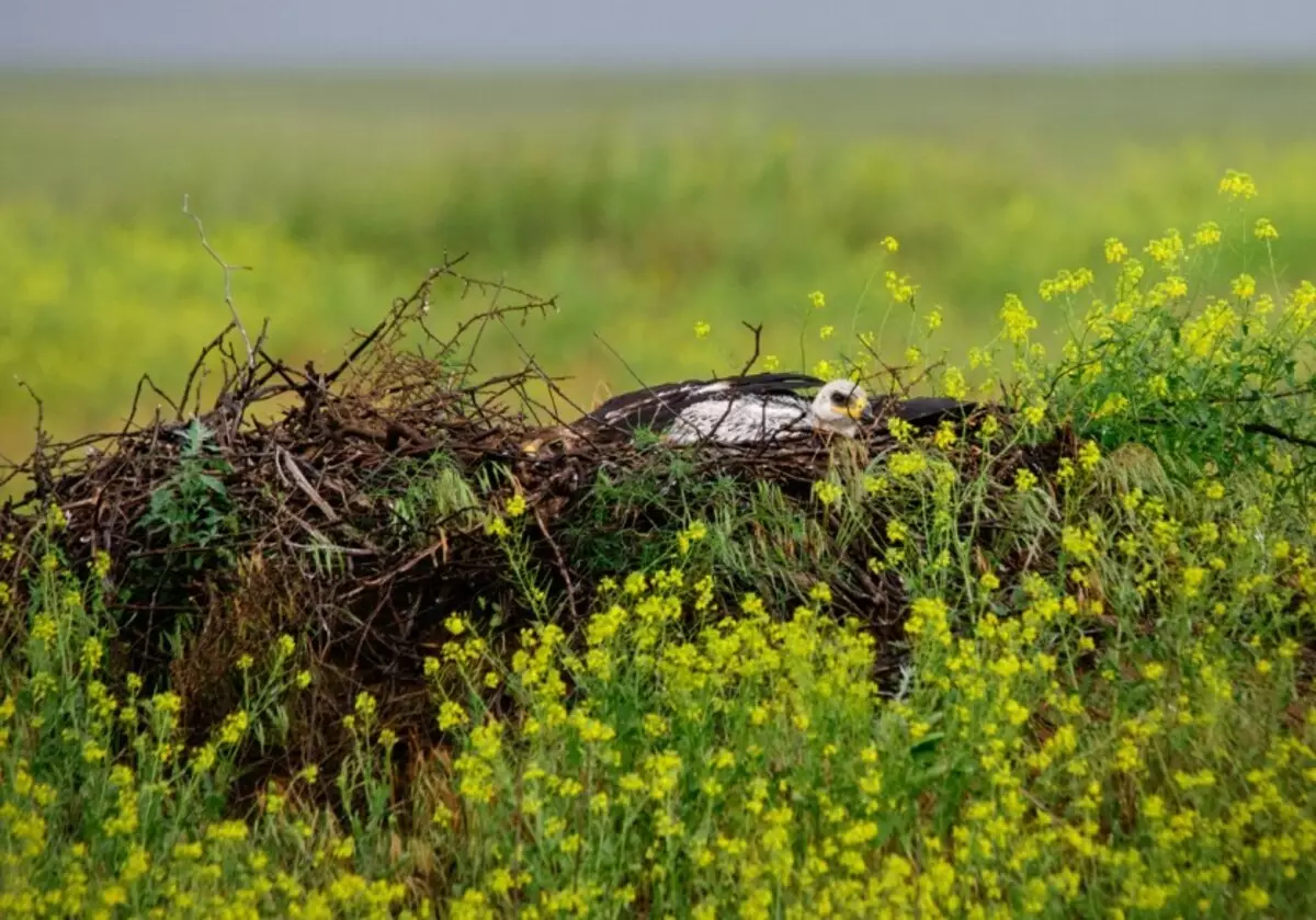 Die wêreld van wildlewe van Kalmykia! Reserve 