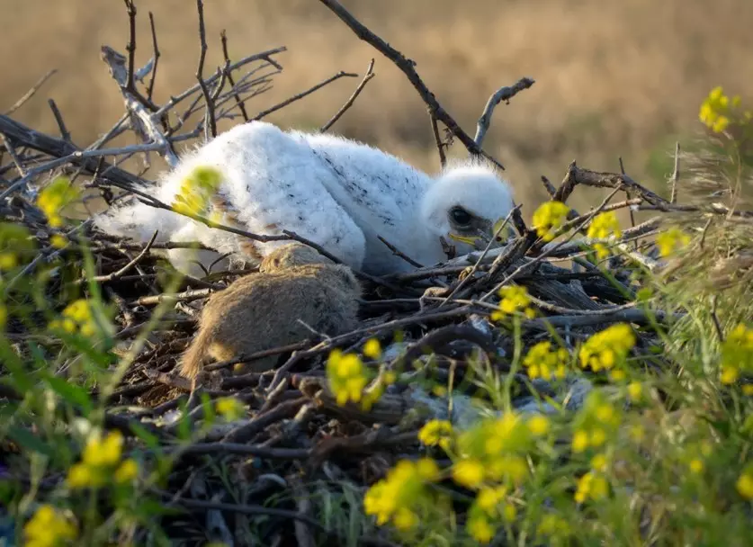 De wereld van het wild van Kalmykia! Reserve 