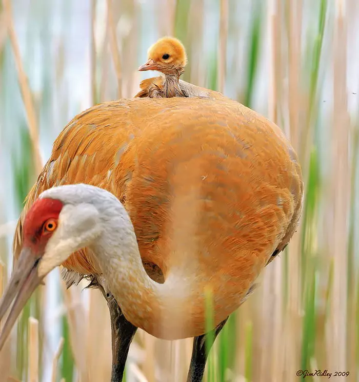 Xweşik û xweş! Moms-Birds li dû zarokan;)) 6999_1