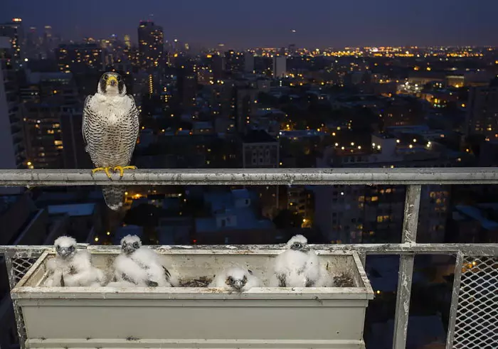 Xweşik û xweş! Moms-Birds li dû zarokan;)) 6999_10