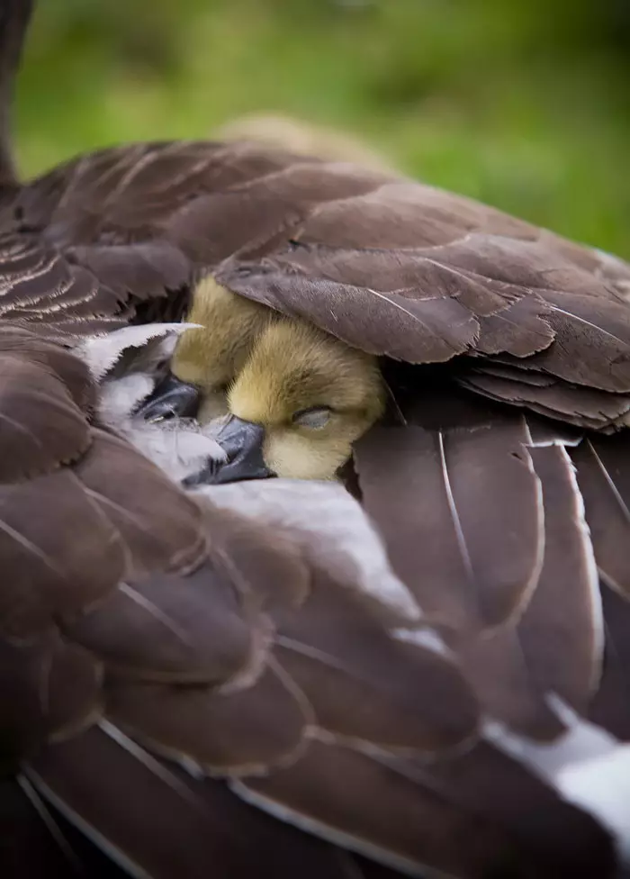 Xweşik û xweş! Moms-Birds li dû zarokan;)) 6999_15