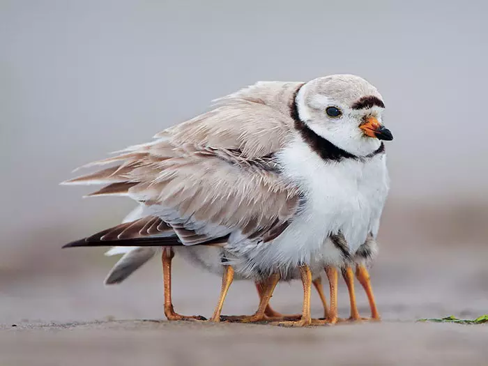 Xweşik û xweş! Moms-Birds li dû zarokan;)) 6999_2