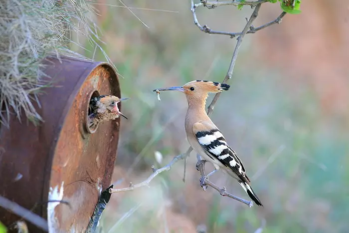 Xweşik û xweş! Moms-Birds li dû zarokan;)) 6999_20