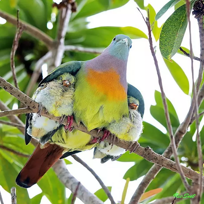 Xweşik û xweş! Moms-Birds li dû zarokan;)) 6999_5