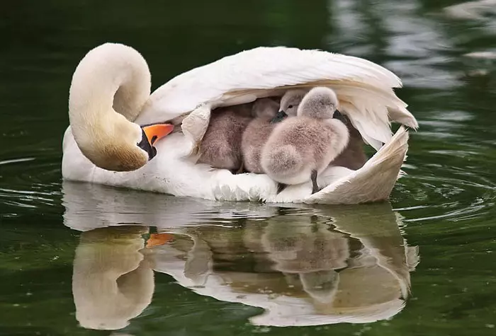 Xweşik û xweş! Moms-Birds li dû zarokan;)) 6999_6