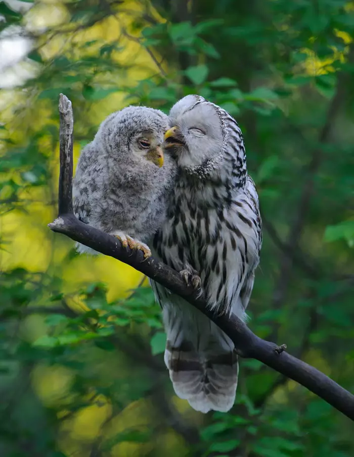 Xweşik û xweş! Moms-Birds li dû zarokan;)) 6999_7