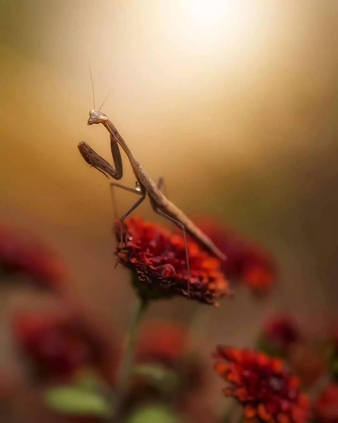 Belaj floroj kaj insektoj en la bildoj de ANI Strebrat 6_5