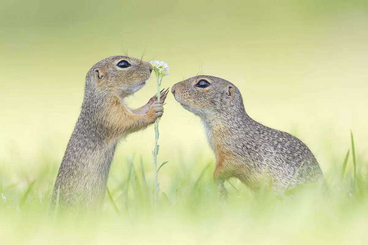 Krasota Prirody Siena Internasionale Fotografie Awards 30