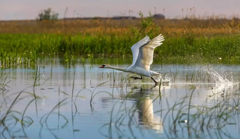 Дзікія лебедзі-шыпун ў дэльце Волгі ў фотаздымках Лашкова Фёдара 7090_2