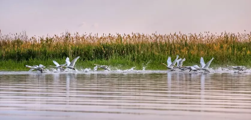 Sráideanna Fiáin-longa i Volga Delta i ngrianghraif de Lashkov Fedor 7090_4