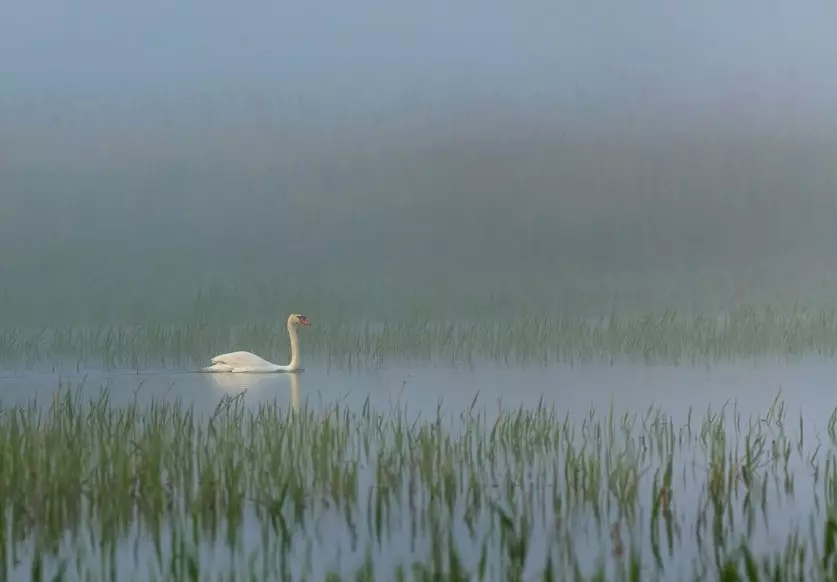 Sráideanna Fiáin-longa i Volga Delta i ngrianghraif de Lashkov Fedor 7090_9