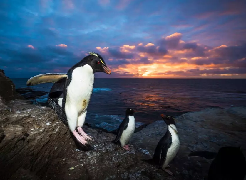 Iipenguins zasebukhosini ekutshoneni kwelanga: umfoti wefoto vim van den henve 7152_6