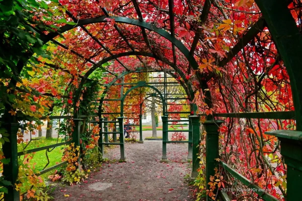 Autumn Peterhof ing Foto Yuri Yuhanson 7212_20