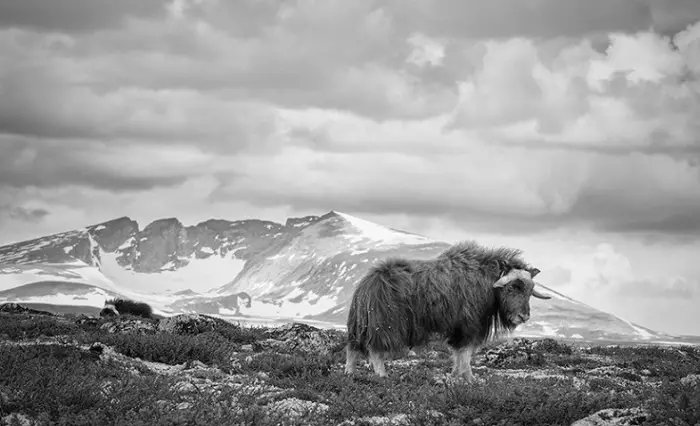 Beste met Fotowedstrijd Monovicies Fotografie Awards 2017 7230_18