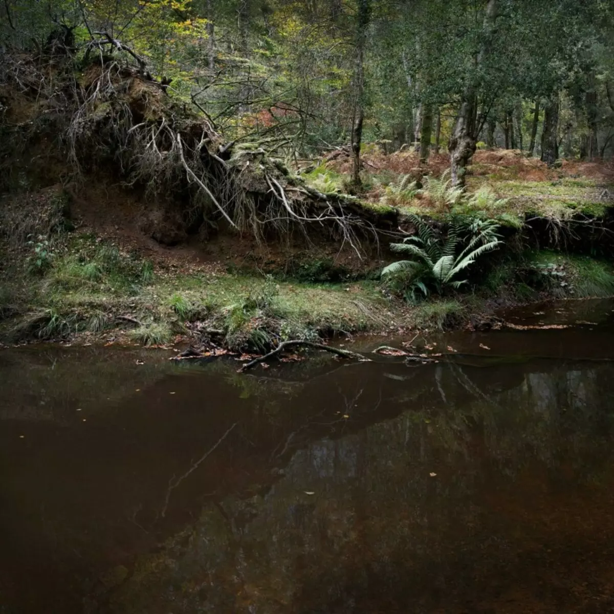 Farmecul și pădurea magică de pădure Ellie Davies (Ellie Davies) 7236_2