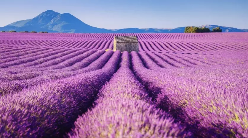 Beauté des champs de lavande de France sur les photos d'Aurélien Billois 7278_1