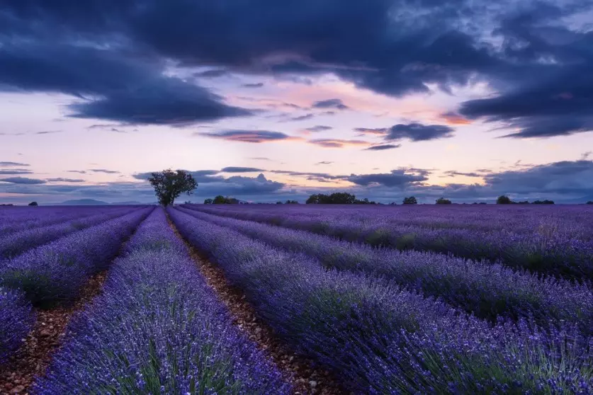 Beauté des champs de lavande de France sur les photos d'Aurélien Billois 7278_2