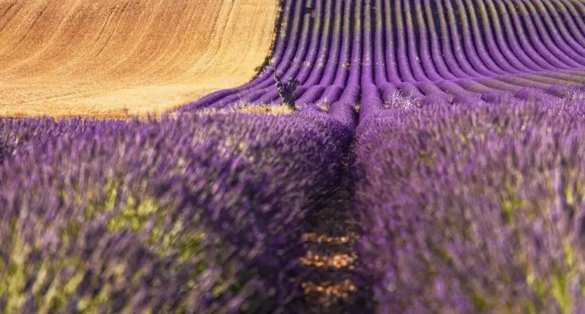 Beauté des champs de lavande de France sur les photos d'Aurélien Billois 7278_3