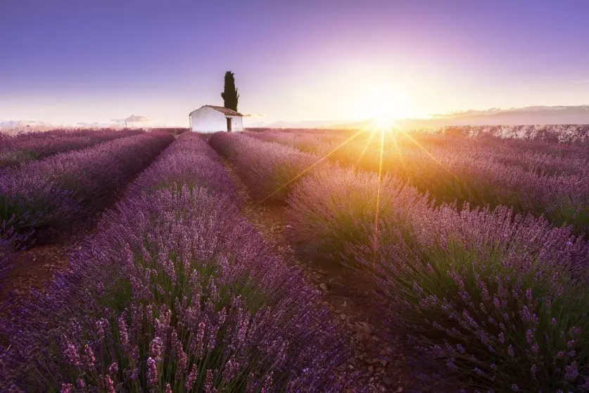 Beauté des champs de lavande de France sur les photos d'Aurélien Billois 7278_4