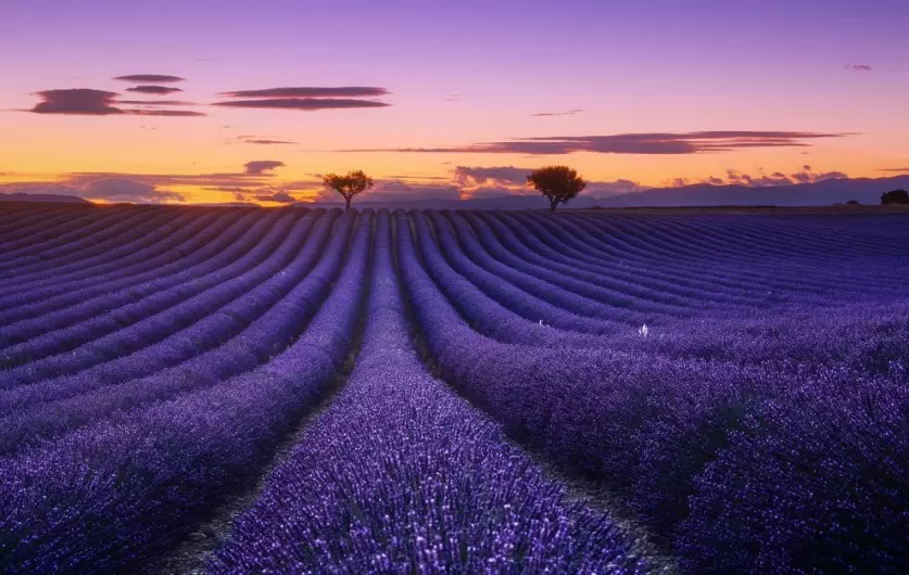 Beauté des champs de lavande de France sur les photos d'Aurélien Billois 7278_5