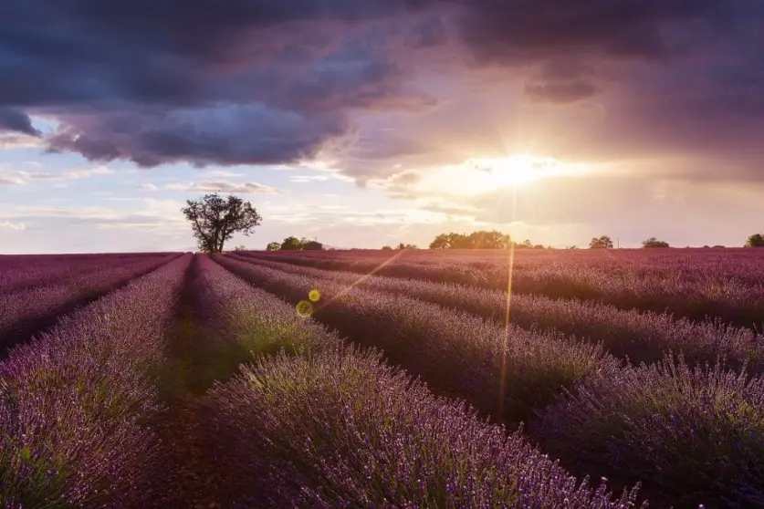 Krása levanduľových polí Francúzska vo fotografiách Aurélien Billois 7278_6