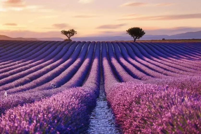 Beauté des champs de lavande de France sur les photos d'Aurélien Billois 7278_8