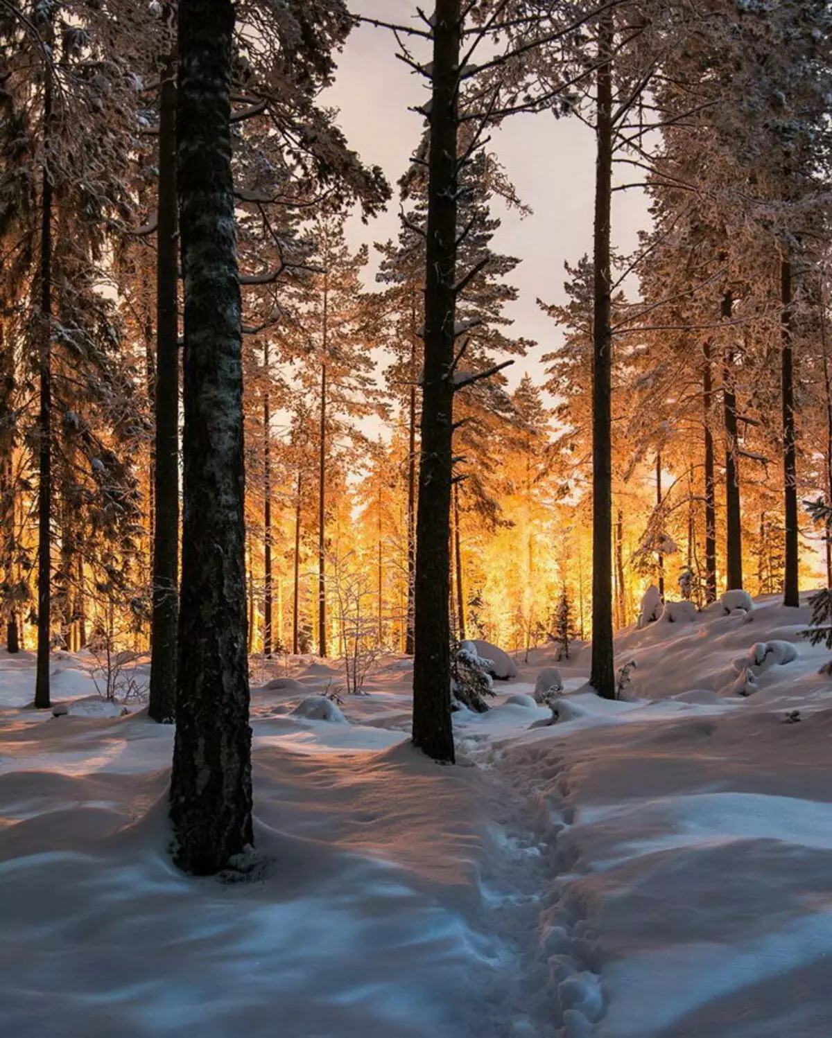 Night North Sky sa mga Larawan Mikko Lagershtedt (Mikko Lagerstedt) 7313_7