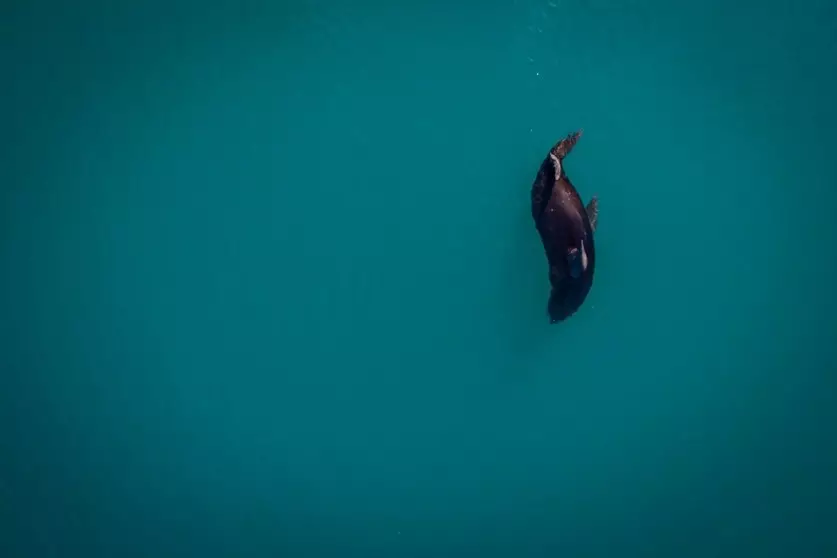 Lielākā fotogrāfiju konkursa uzvarētāji Eyeem Fotogrāfijas balvas 2017 7315_20