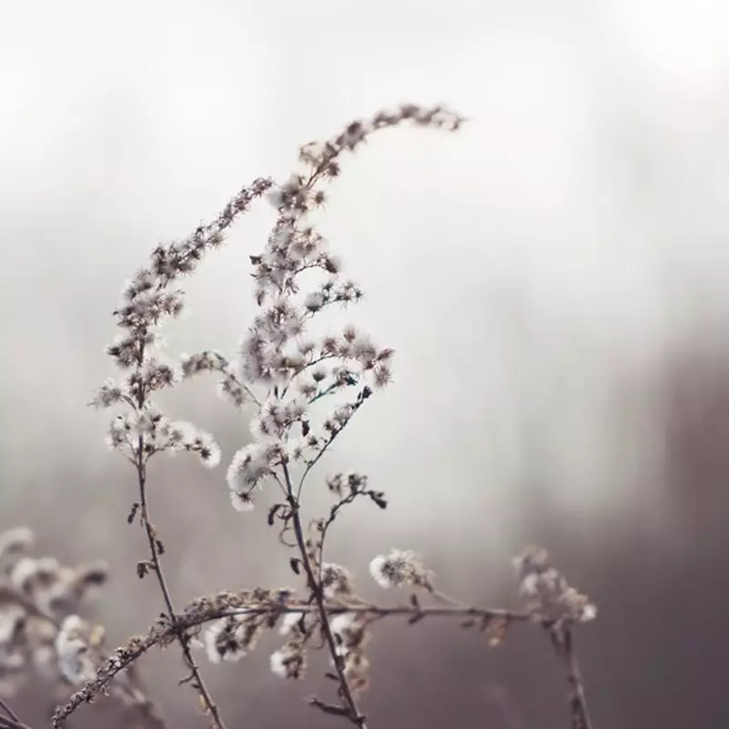 Atmosfera incredibilă de inspirație! Natura în fotografiile lui Alan Baumgartena (Alain Baumgarten) 7322_6