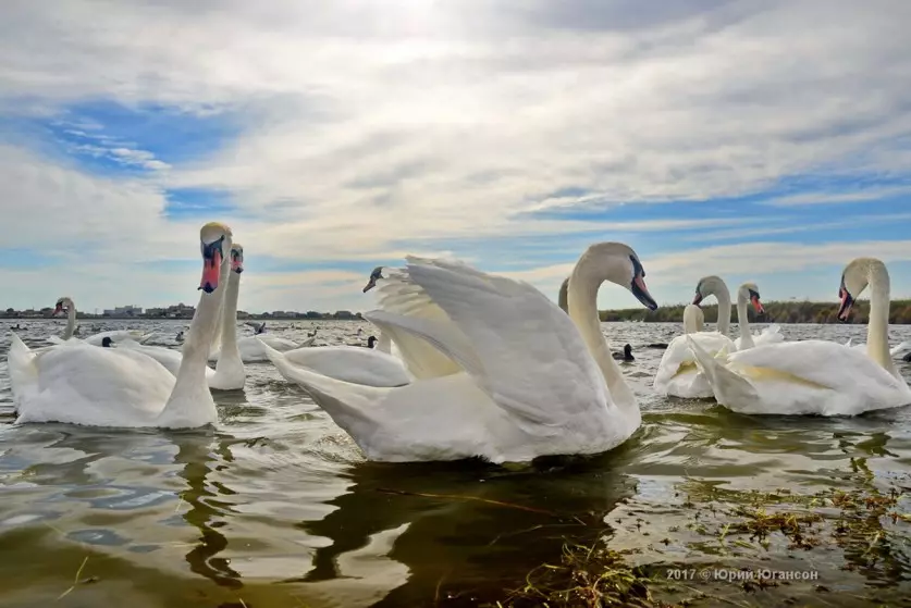 Swans Krim u objektiv Yuri Yugson 7375_1