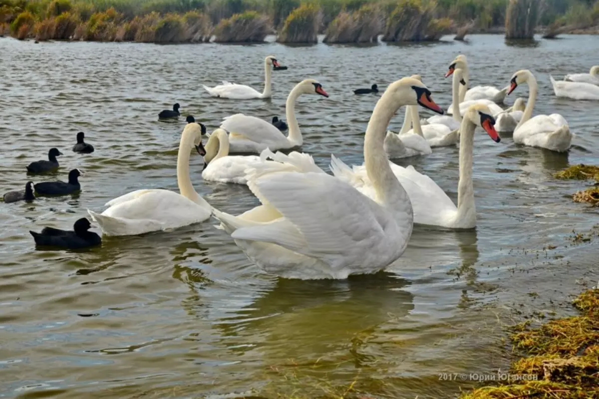 Swans Krim u objektiv Yuri Yugson 7375_10