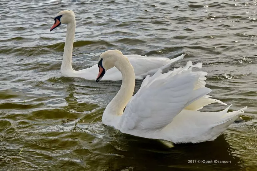 Swans Krim u objektiv Yuri Yugson 7375_11