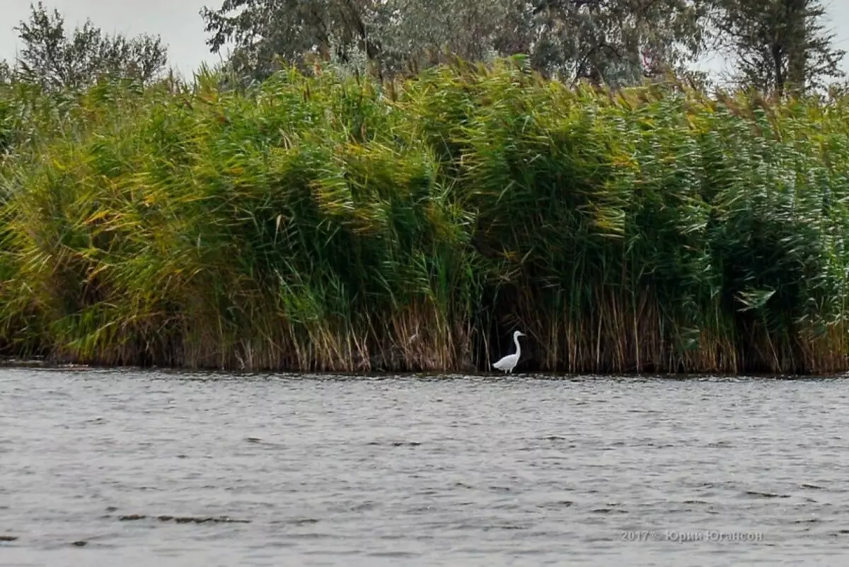 Swans Krim u objektiv Yuri Yugson 7375_2