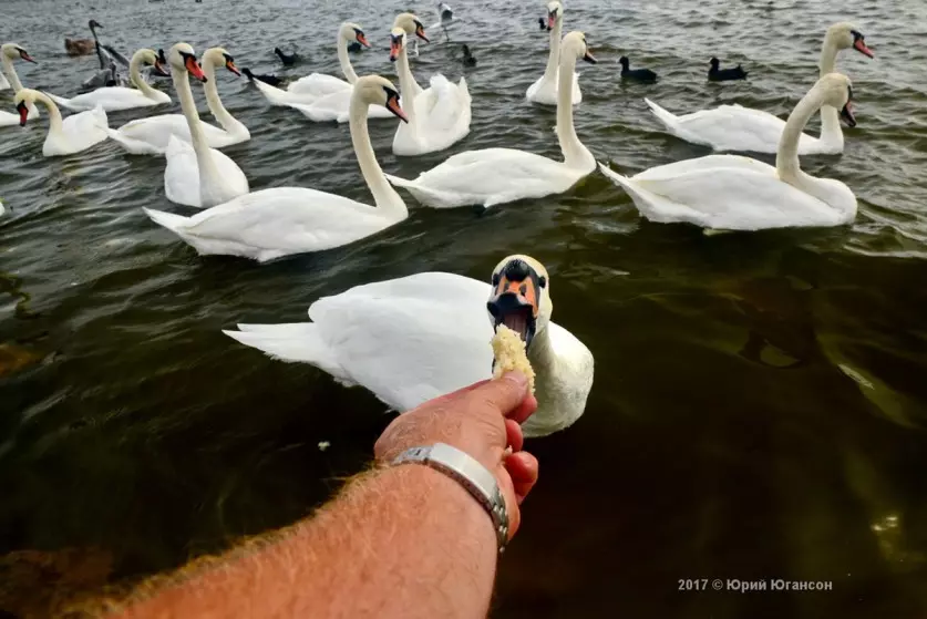 Swans Crime ni Lens Yuri Yugson 7375_3