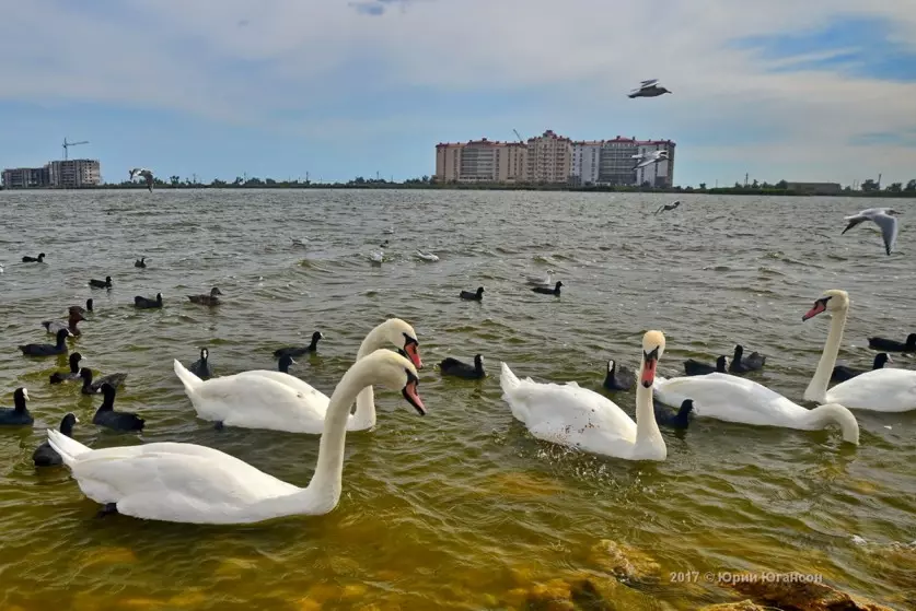 Swans Crime ni Lens Yuri Yugson 7375_4