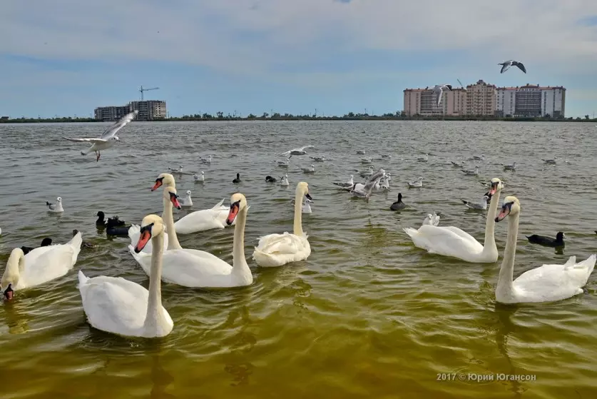 Swans Crime ni Lens Yuri Yugson 7375_5