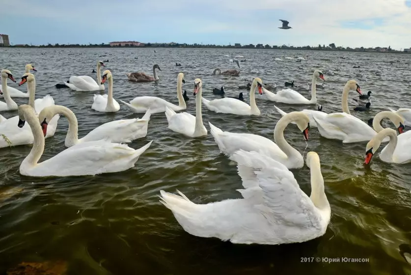 Swans Krim u objektiv Yuri Yugson 7375_6