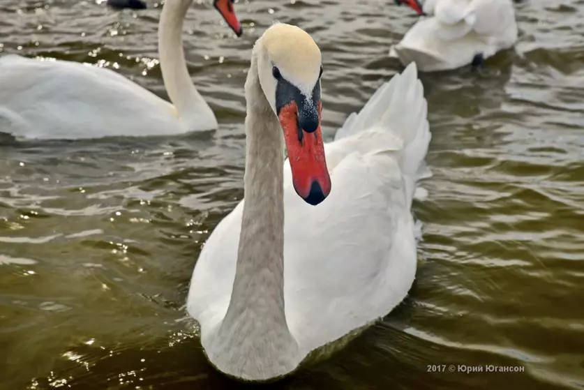 Swans Krim u objektiv Yuri Yugson 7375_7