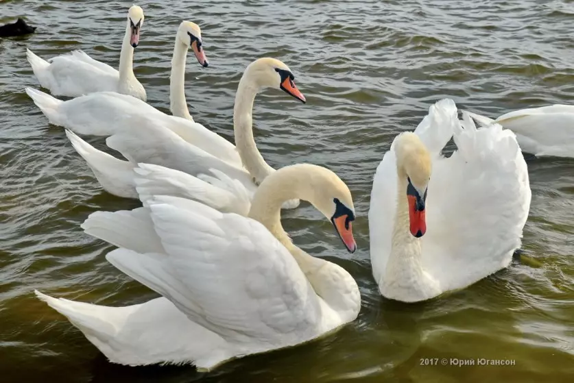 Swans Krim u objektiv Yuri Yugson 7375_8