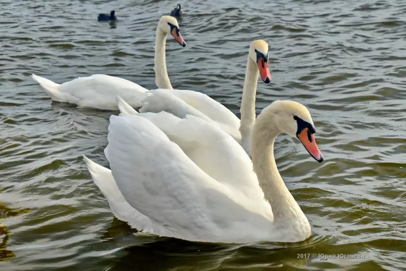 Swans Krim u objektiv Yuri Yugson 7375_9