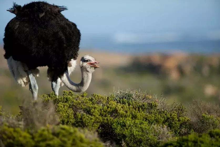 Áhugaverðustu dýrin í myndunum síðustu viku;) 7421_11