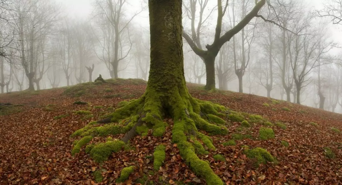 Charme vu foggy Bëscher a Fotoen vun Oscar Sapirn (Oskar Zapirain) 7437_2