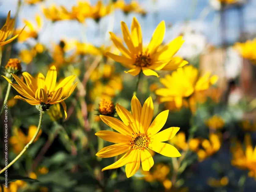 Fallennoo Autumn: Blooming Topinambur nyob rau hauv Svatov Alexei Lens 7443_7