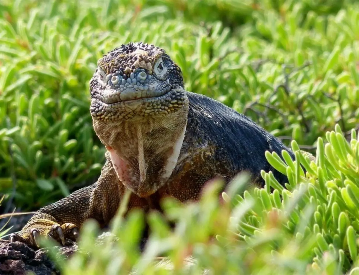 Kazananlar Fotoğraf Yarışması Galapagos Koruma Güveni Fotoğraf Yarışması 2017 7463_1